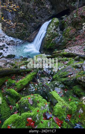 Waterfall in a luxuriant canyon covered in moss and lush vegetation ...