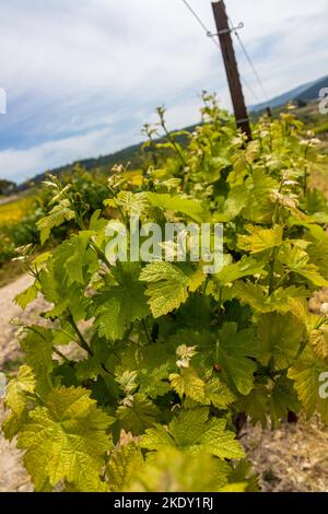 Rows of vines with young green leaves. Spring vineyard Israel Stock ...
