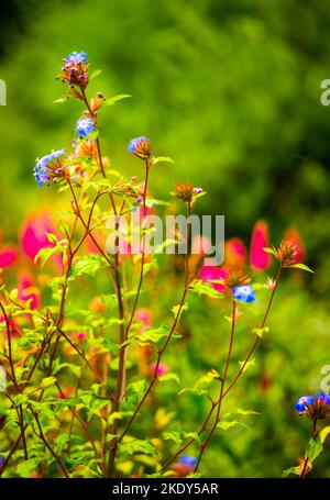 A closeup shot of blue forget-me-not flowers on a green background ...