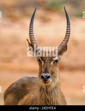 Male Waterbuck walking in the grass in the Kruger National Park, South ...