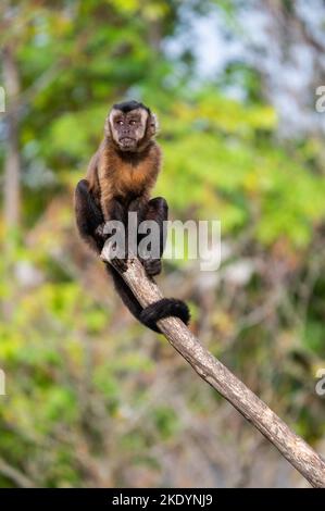 A capuchin monkey climbing at the top of a branch Stock Photo - Alamy