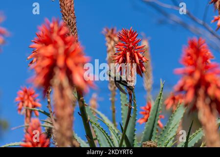 A closeup shot of a blooming aloe plant Stock Photo - Alamy