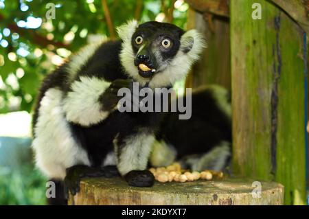 A closeup shot of a black and white Ruffed Lemur Stock Photo - Alamy