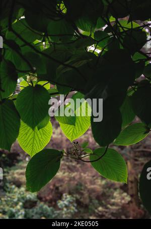 Witch Hobble (Viburnum lantanoides) Leaves In Autumn, Siamese Ponds ...