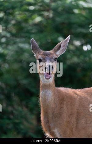 A wild doe deer against blurry forest background Stock Photo - Alamy
