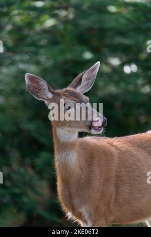 A wild doe deer against blurry forest background Stock Photo - Alamy