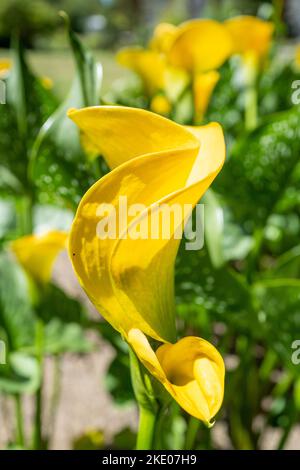 A vertical shot of a beautiful yellow flower Stock Photo - Alamy