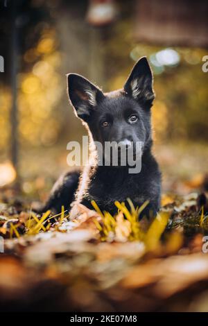 A vertical shot of a black German Shepherd lying on white rug, playing ...