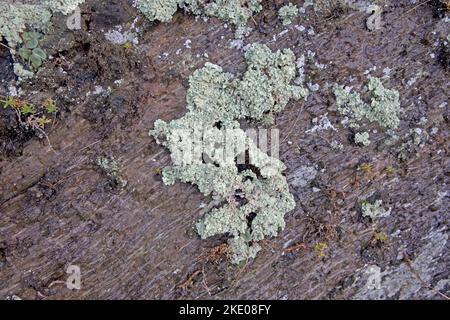 Foliaceous lichens are organisms where algae and fungi llive together ...