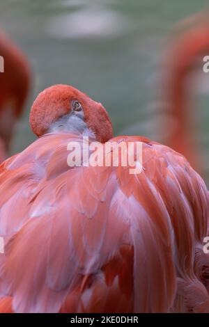 Portrait of a relaxing flamingo with its beak in its plumage Stock ...
