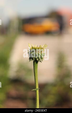 Single wild coneflower bud budding in the bright sunshine in a black ...