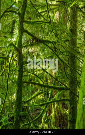 Filtered Light Streams through a Forest in Southern Oregon Stock Photo ...