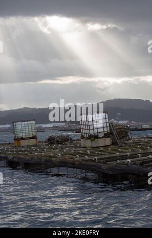 Mussel farming raft in the Ría de Arousa, Galicia Stock Photo - Alamy