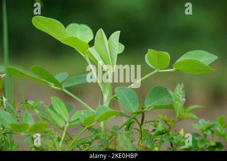 Arachis hypogaea L. (Also called Kacang tanah, peanut, groundnut ...