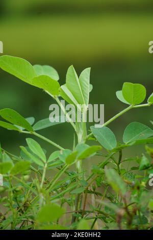 Arachis hypogaea L. (Also called Kacang tanah, peanut, groundnut ...
