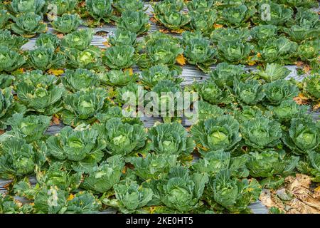 Row of cabbage plants at small plot of farm in Cameron Highlands ...