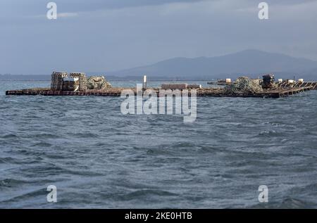Mussel farming rafts in a polygon of rafts in the Arousa estuary ...