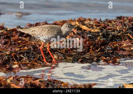 Rotschenkel, Tringa totanus, redshank, common redshank, Le Chevalier ...
