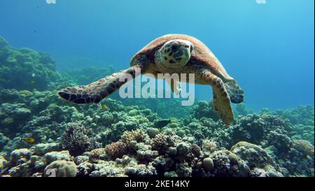 Sea turtles . Great Reef Turtle .Bissa. Hawksbill sea turtle (CR ...