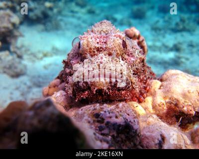 Tassled Scorpionfish. Fish - a type of bone fish Osteichthyes ...