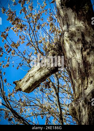 Natures designs. Leaves, trees, fall season along Millcreek stream ...