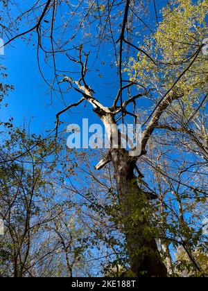 Natures designs. Leaves, trees, fall season along Millcreek stream ...