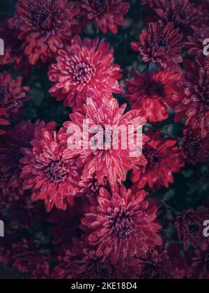 Pattern of the purple chrysanthemum flowers on the purple background ...