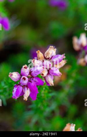 A closeup shot of the purple bell heather flower (Erica cinerea) on the ...
