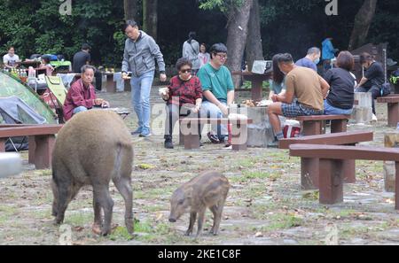 People look at wild boars foraging near barbecue pits at the Aberdeen ...