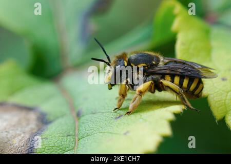 Closeup of a female European Wool carder bee Anthidium manicatum with ...