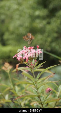 Panama Rose ,Arachnothryx leucophylla or RUBIACEAE or pink flower and ...
