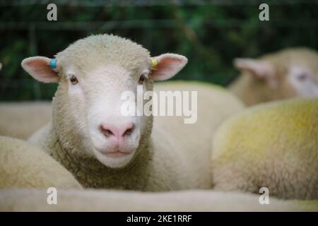 Poll Dorsets, sheep of the Chinnock Flock Stock Photo - Alamy