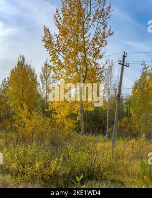 Autumn landscape of the Sablinsky Reserve in the Leningrad Region Stock ...