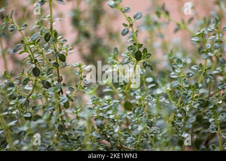 Thymus vulgare, Thyme, herb, plant, garden Stock Photo - Alamy