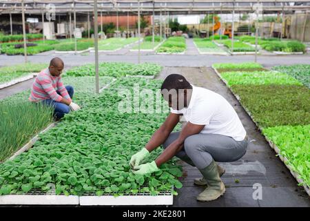 Multinational team of gardeners working with plants Stock Photo - Alamy