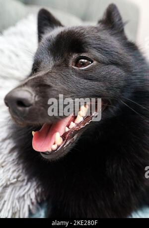 Schipperke dog close-up portrait in profile view on black background ...