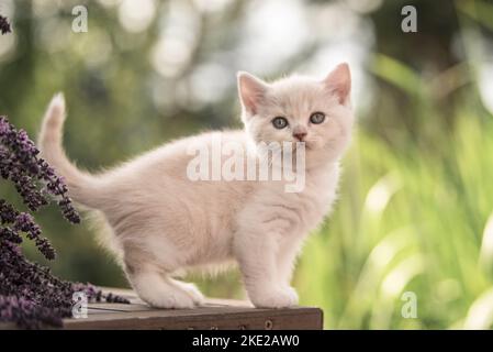 Cute creme with white bicolor British Shorthair cat kitten, sitting ...
