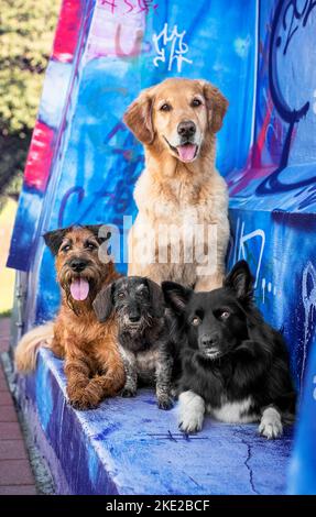 Four Icelandic Sheepdogs Stock Photo - Alamy
