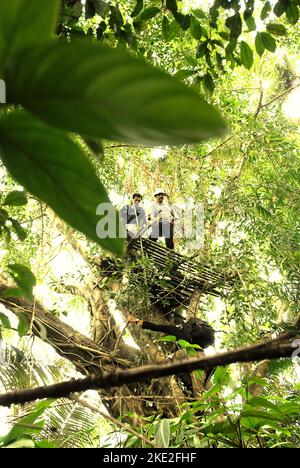 National park rangers standing on a tree platform built for wildlife ...