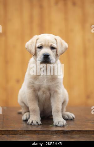Labrador Retrievern Puppy Stock Photo - Alamy