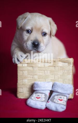 Labrador Retrievern Puppy Stock Photo - Alamy