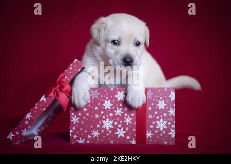 Labrador Retrievern Puppy Stock Photo - Alamy
