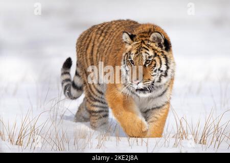 Siberian tiger walks through the snow Stock Photo - Alamy