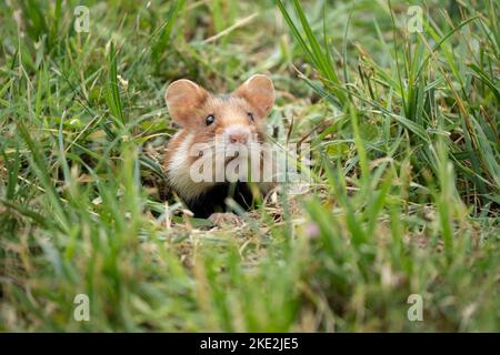 black-bellied hamster on meadow Stock Photo - Alamy