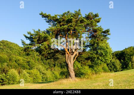 A Bunker hideout on a tree. Natural camouflage is the most leisurely ...