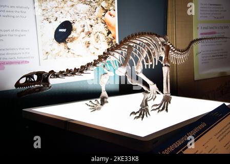 Leonerasaurus Dinosaur Skeleton on Display Stock Photo - Alamy