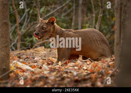 Madagascar Fossa. Apex predator, lemur hunter. Portrait, frontal view ...