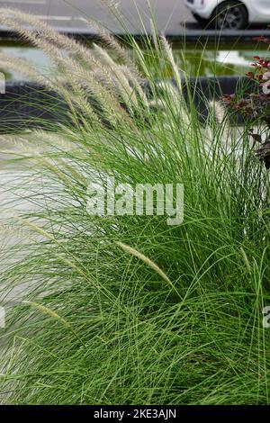 Pampass Grass (Also called Alang-alang, bunga kemoceng) in the garden ...