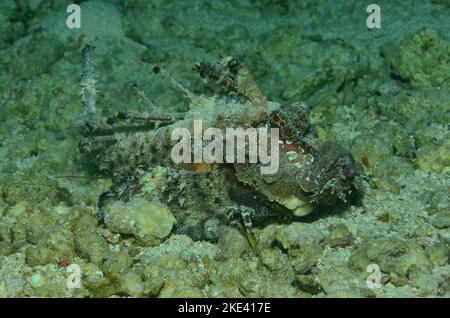 Inimicus filamentosus, filament-finned stinger, devil scorpionfish ...