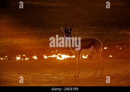 Springbok walking front of sun at dawn in Kgalagari transfrontier park ...